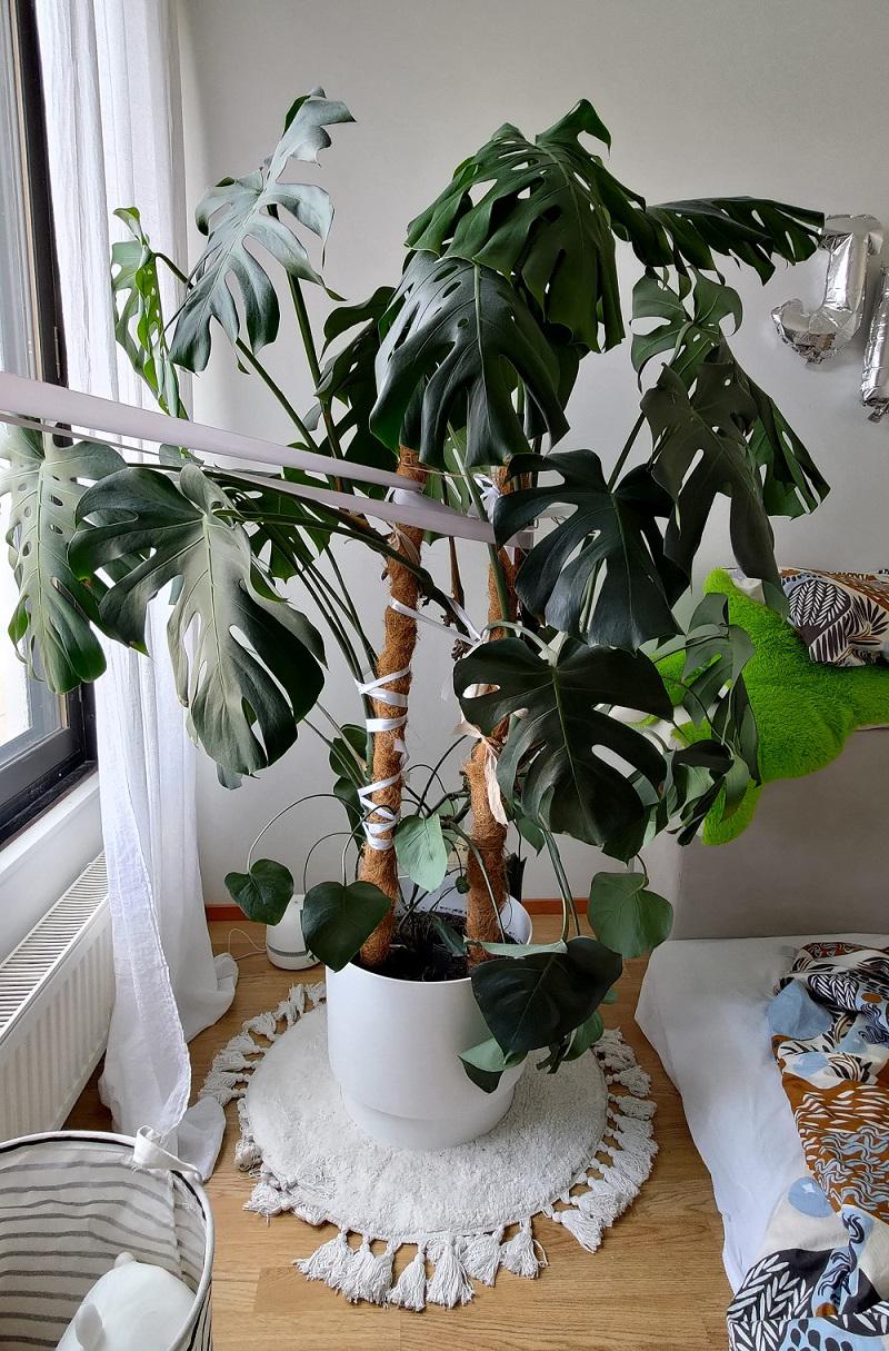 Best Way to Support Monstera: Expert Tips and Tricks - Indoor Plants