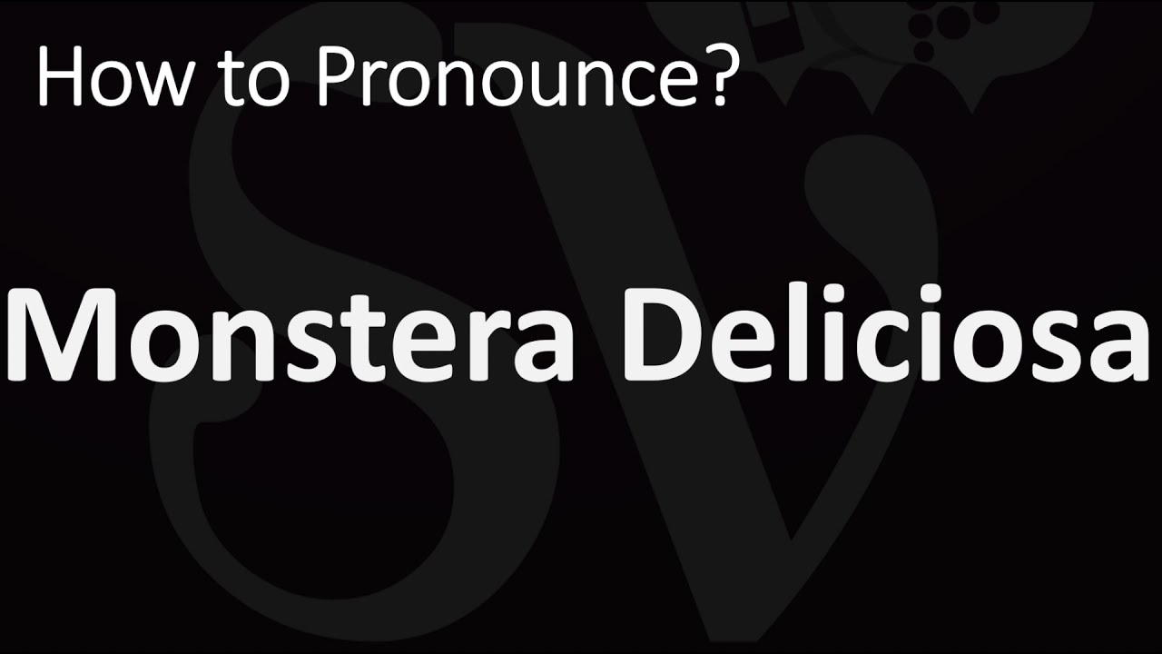 How Do You Pronounce Monstera: A Simple Guide to Saying It Right ...