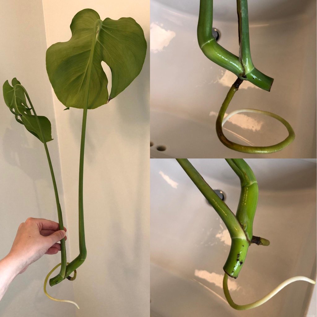 How Long Does Monstera Take to Root in Water: Quick Guide - Indoor Plants