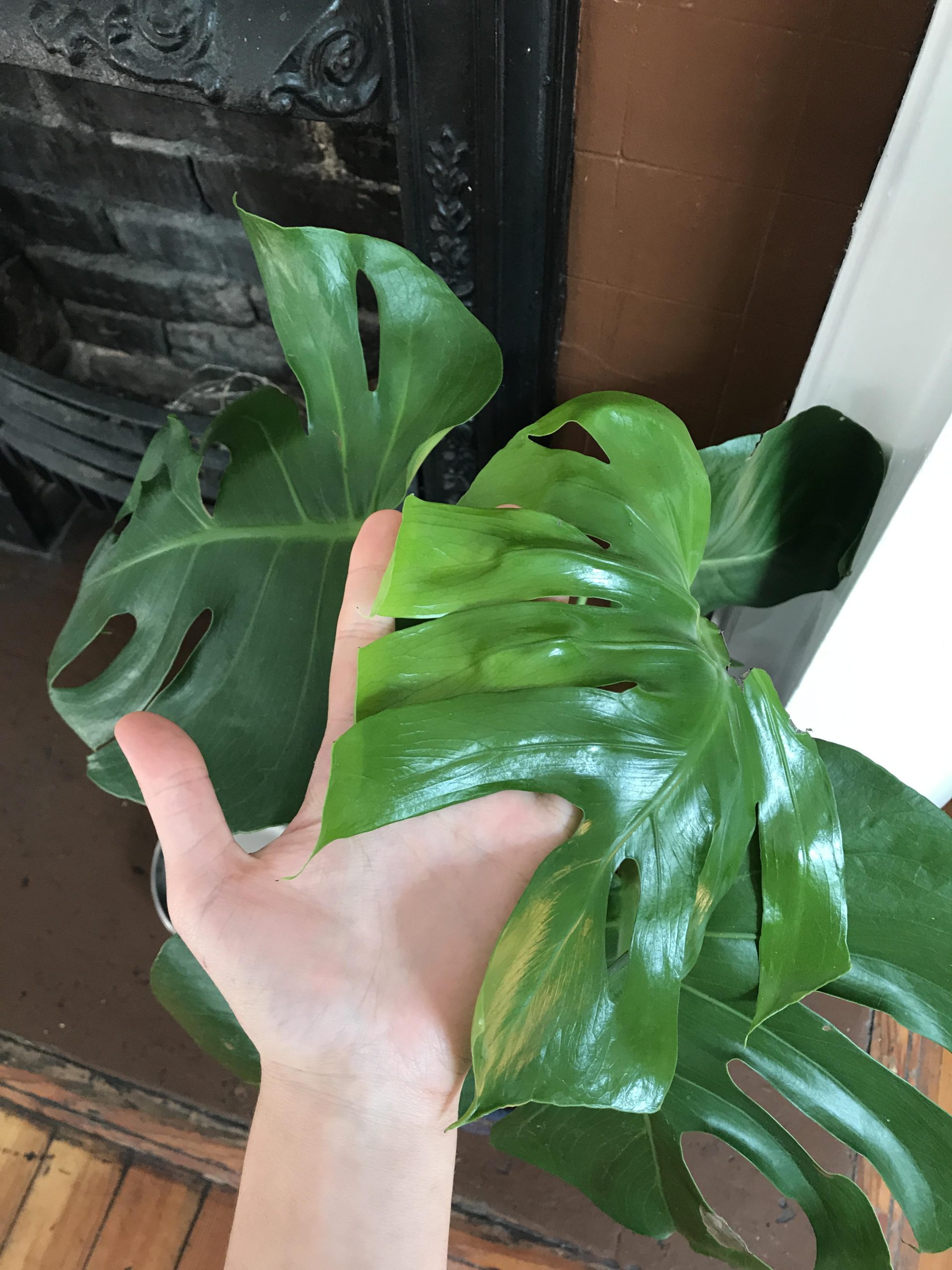 How Long for Monstera Leaf to Harden: Essential Timeline Tips - Indoor ...