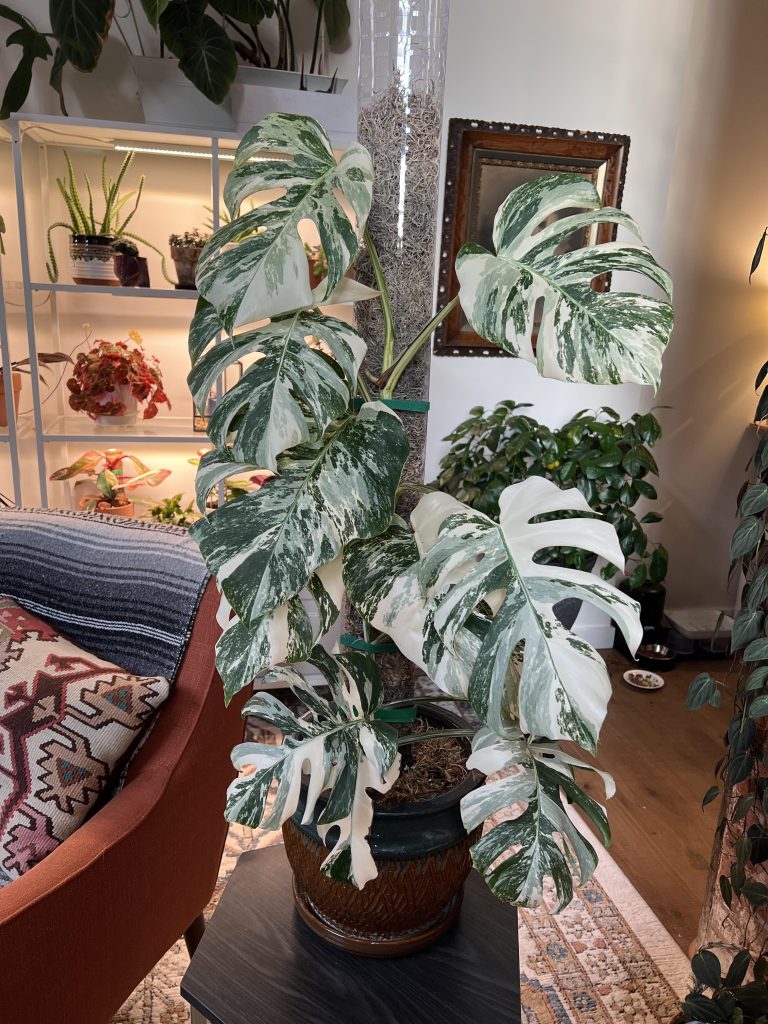 How Much Monstera Albo Costs: Pricing Guide & Tips - Indoor Plants