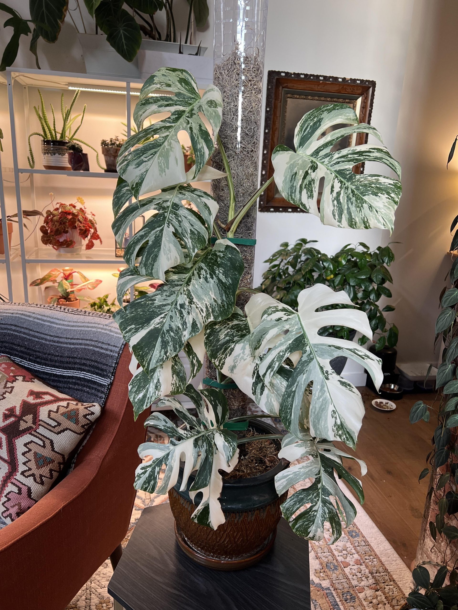 How Much Monstera Albo Costs: Pricing Guide & Tips - Indoor Plants