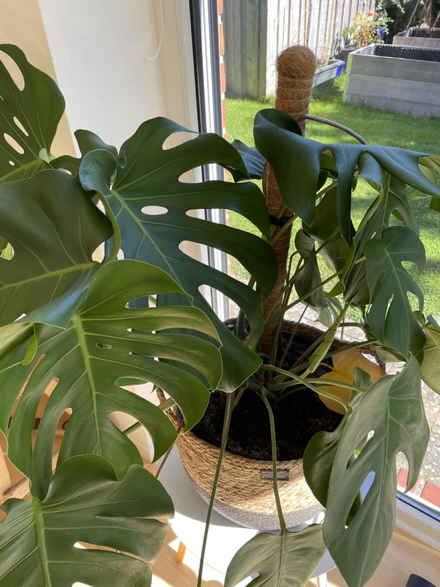 How to Make Monstera Climb: Expert Tips for Thriving Plants - Indoor Plants