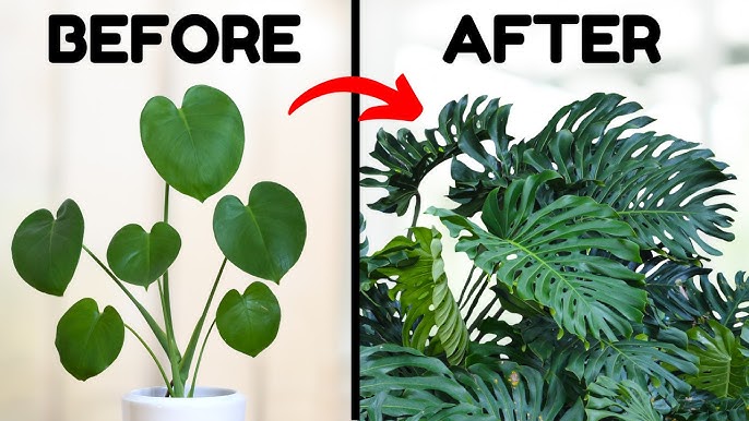 How to Prune Monstera Plants in 5 Simple Steps: A Quick Guide - Indoor ...