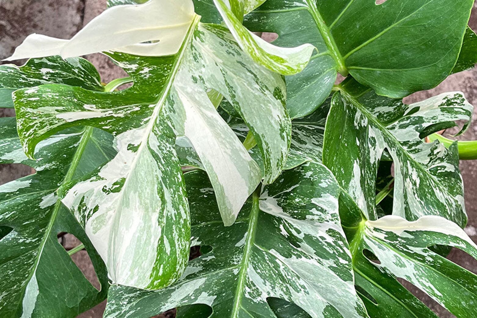 Is Monstera a Philodendron: Unraveling the Plant Mystery - Indoor Plants