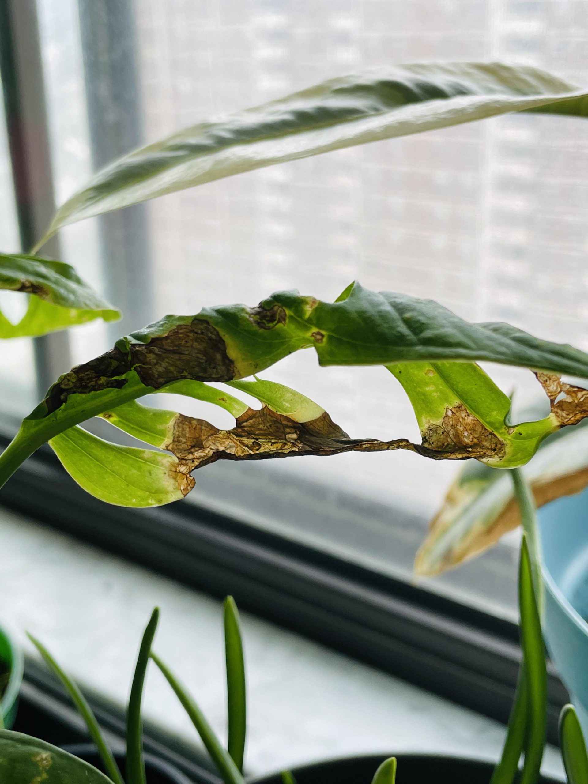 Monstera Adansonii Common Problems: Solutions for a Thriving Plant - Indoor Plants