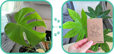 Monstera Alternatives Pet Safe: Best Houseplants for Pets - Indoor Plants