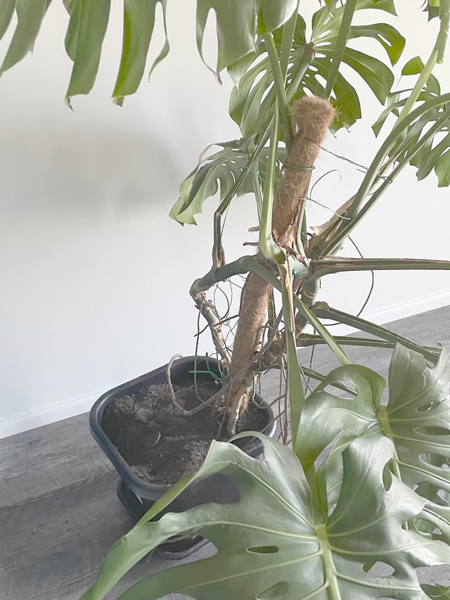 Monstera Can't Support Itself: How to Save Your Plant - Indoor Plants