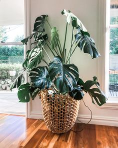 Monstera Decor Ideas: Transform Your Space with Lush Greenery - Indoor ...