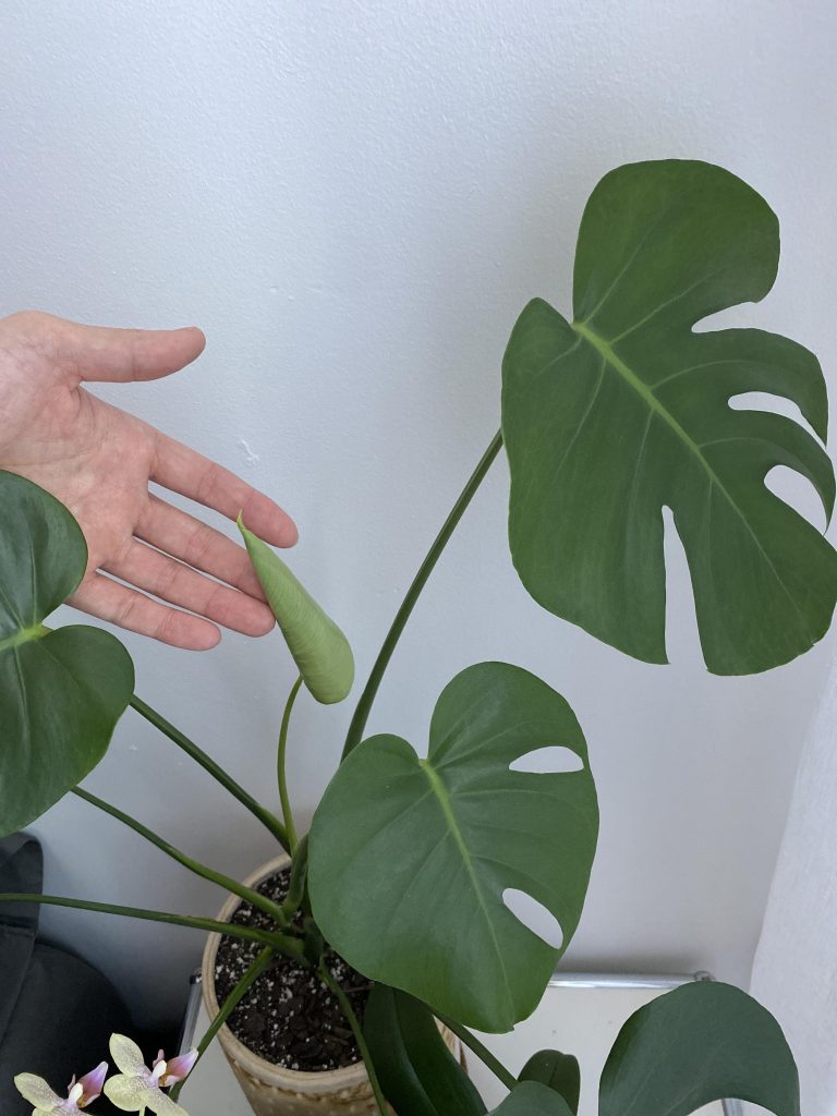 Monstera Stopped Fenestration: Troubleshooting and Solutions - Indoor ...