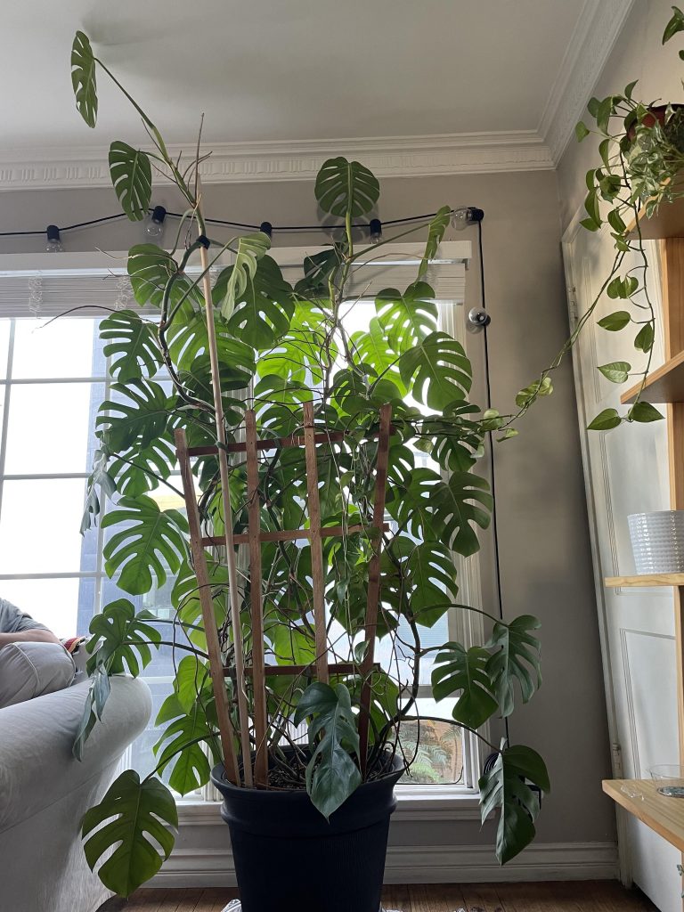 Monstera Trellis Ideas: Transform Your Space with Stunning Designs ...