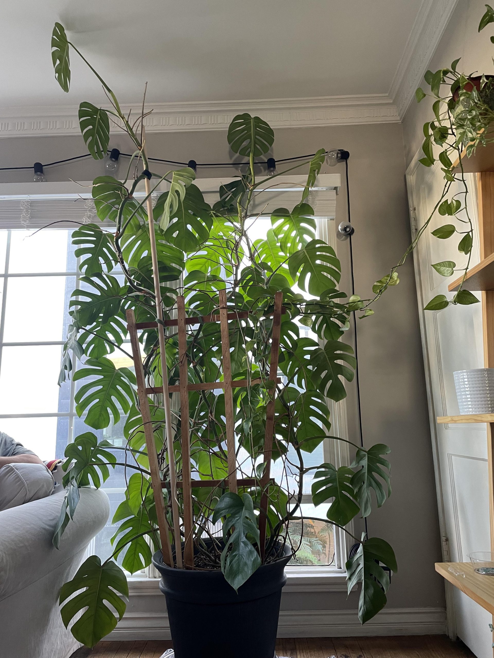 Monstera Trellis Ideas: Transform Your Space with Stunning Designs ...