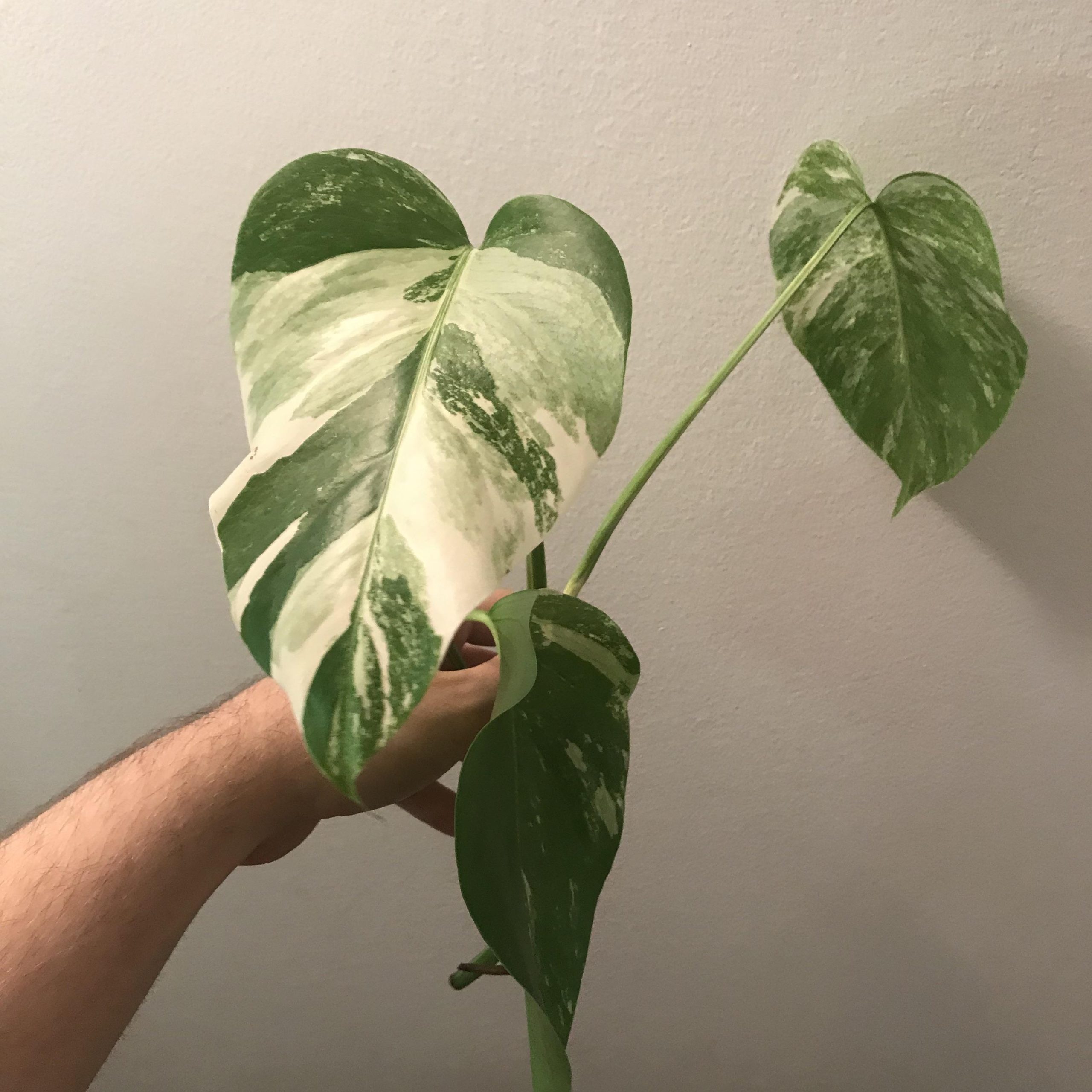 Monstera Vs Pothos: Ultimate Guide to Houseplant Showdown - Indoor Plants
