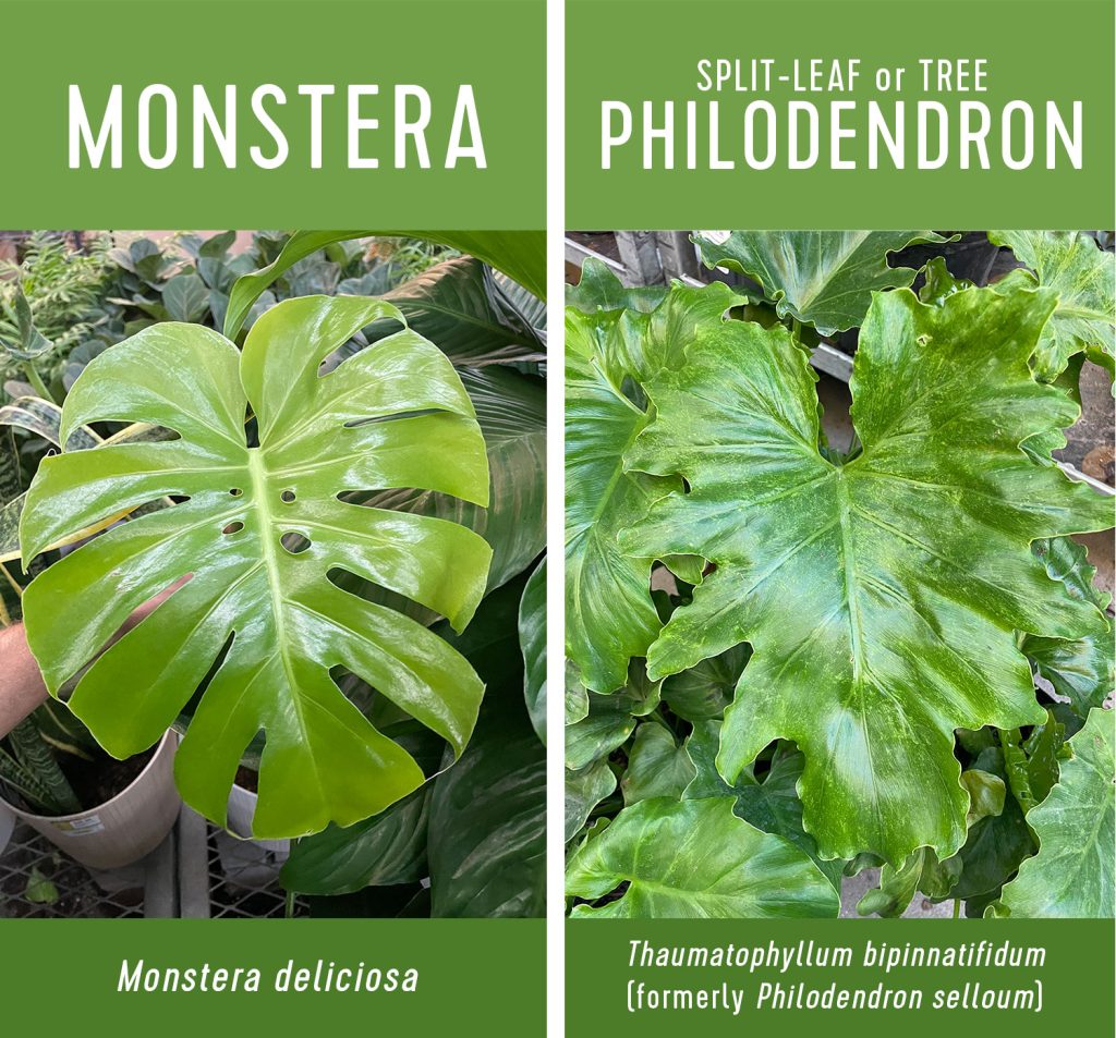 Monstera Vs Split Leaf Philodendron: Key Differences Explained - Indoor Plants