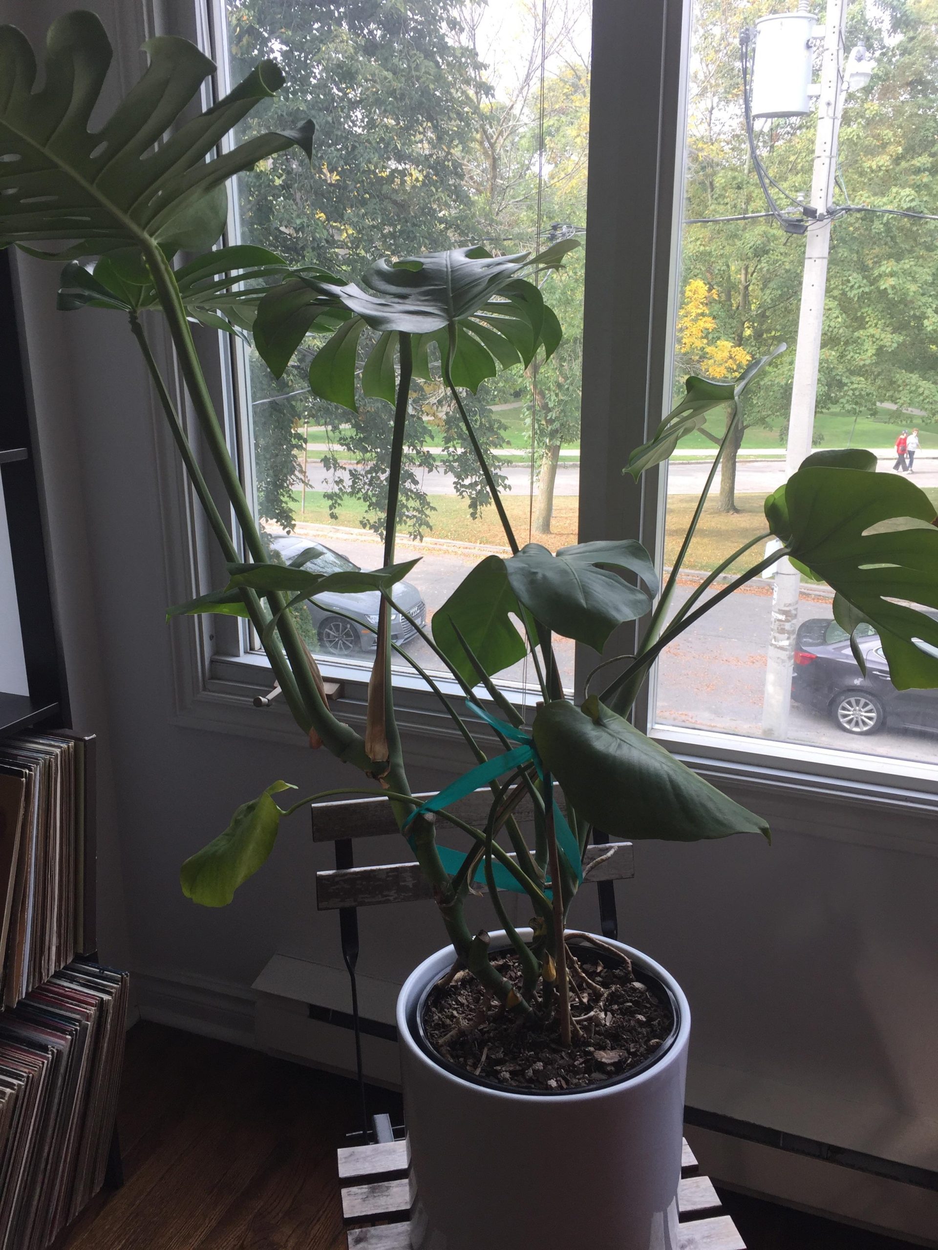 Monstera Where to Put: The Ultimate Guide for Optimal Growth - Indoor ...