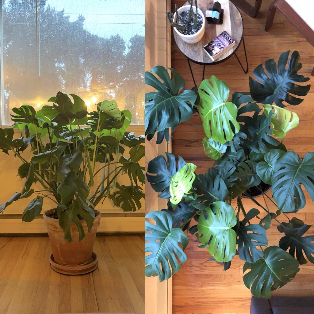 My Monstera Isn'T Growing: Expert Tips to Boost Its Growth - Indoor Plants