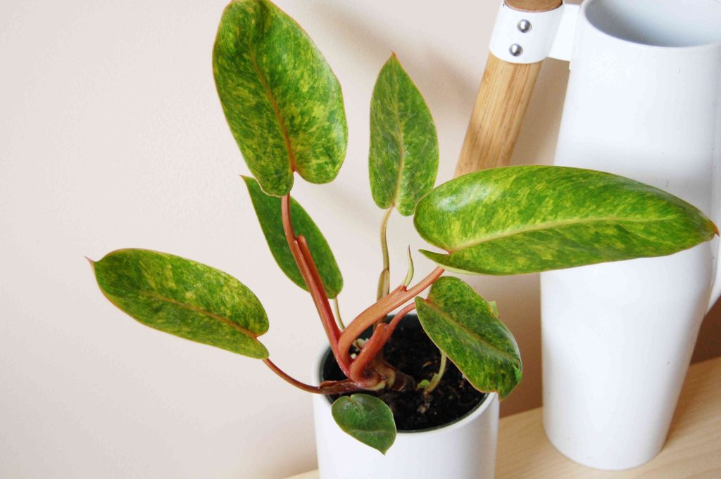 Philodendron Painted Lady Care: How to Care For A Vibrant Painted Lady ...