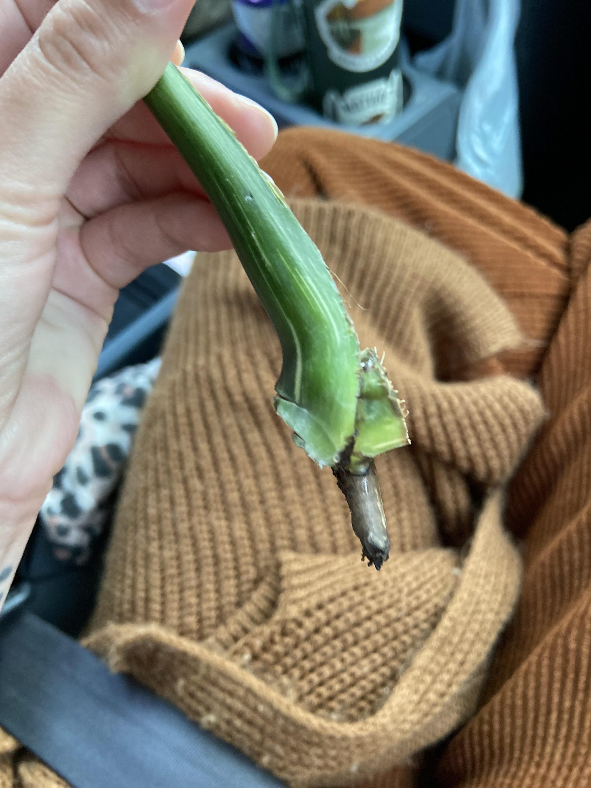 Should You Let Monstera Cuttings Callus: Essential Tips & Benefits ...