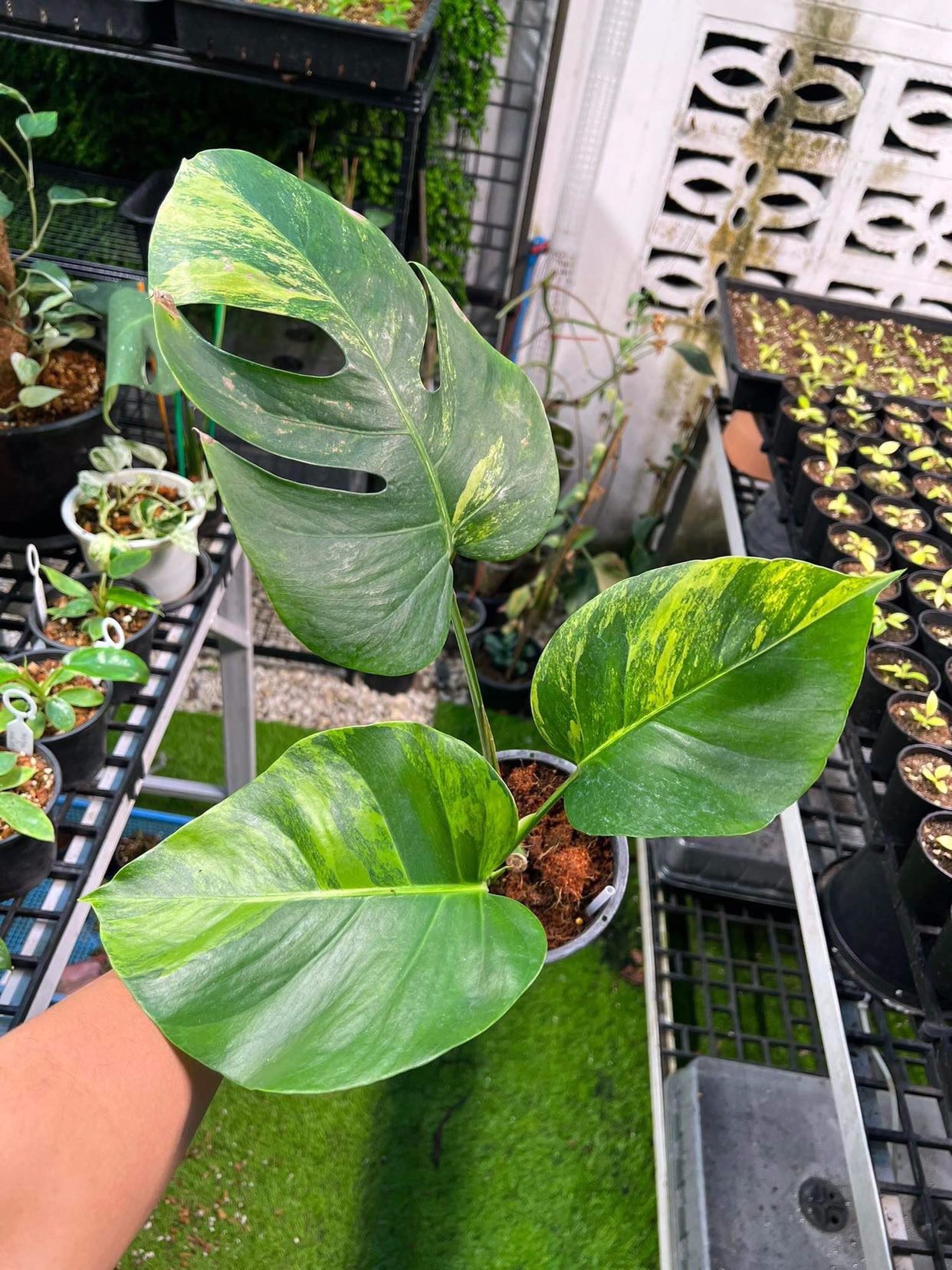 Variegated Monstera Benefits: Enhance Your Space and Well-being ...