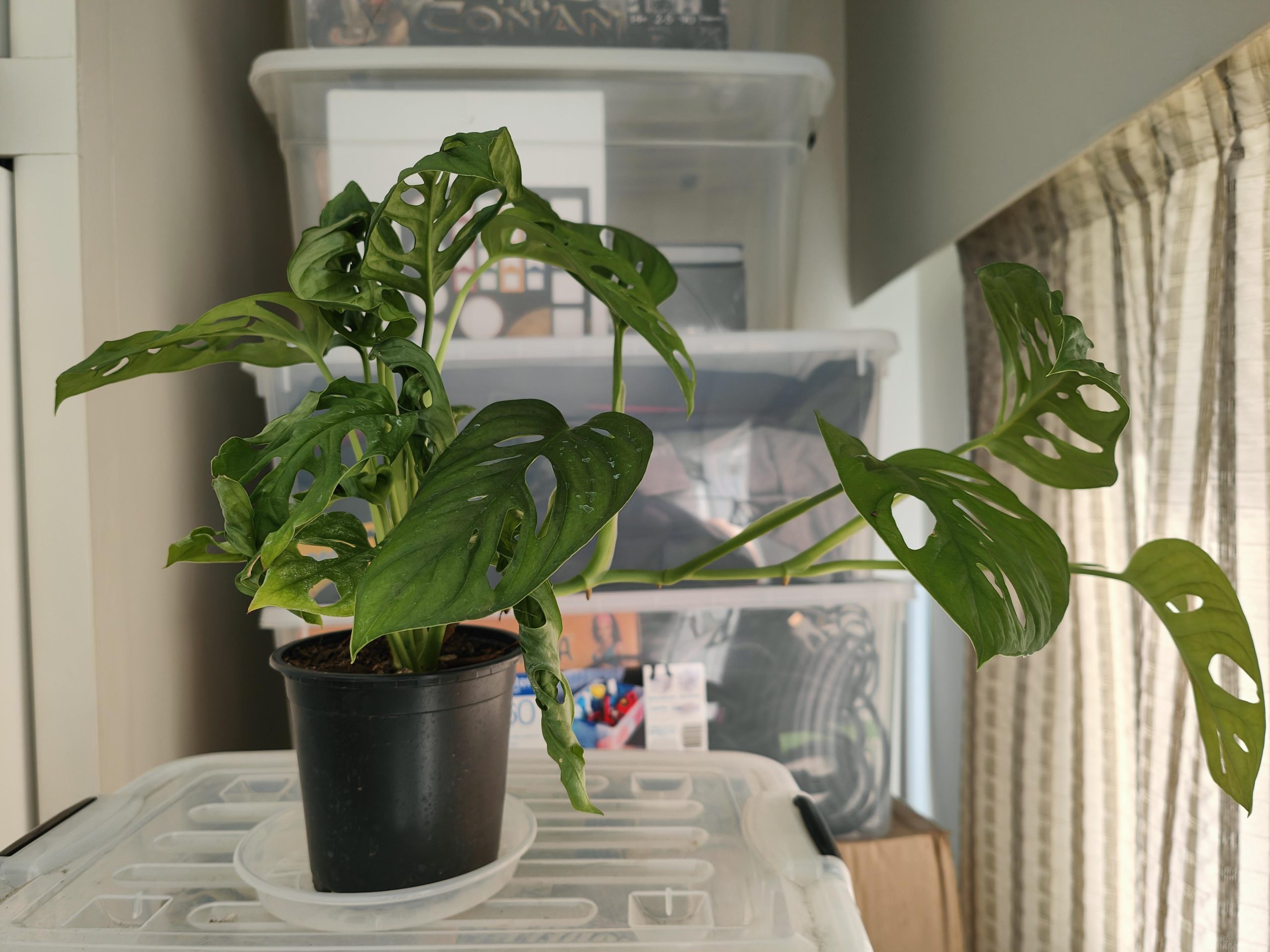 What is the Difference between Monstera Adansonii And Monkey Mask ...