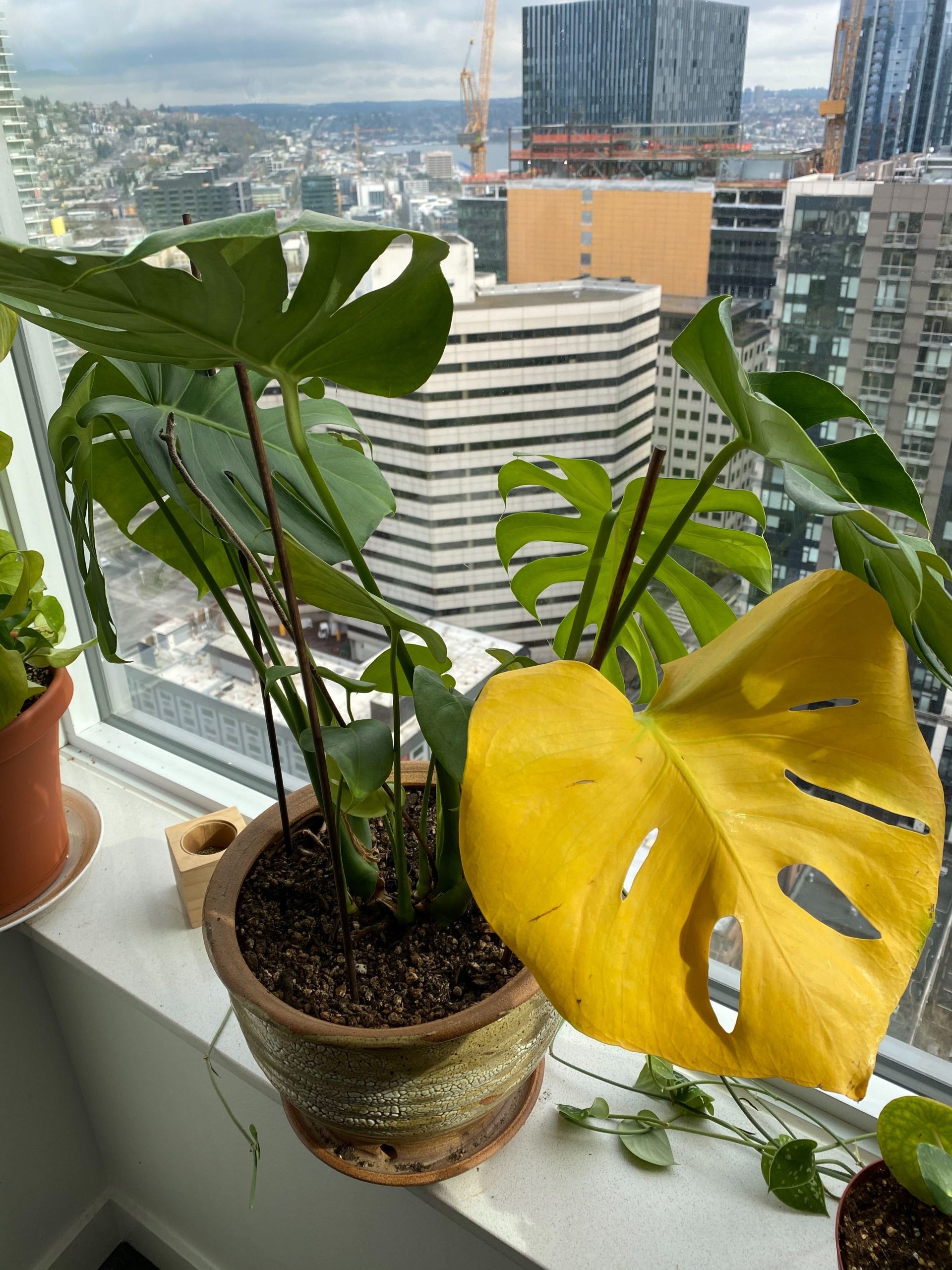 What to Do If Monstera is Overwatered: Expert Tips to Save It - Indoor ...