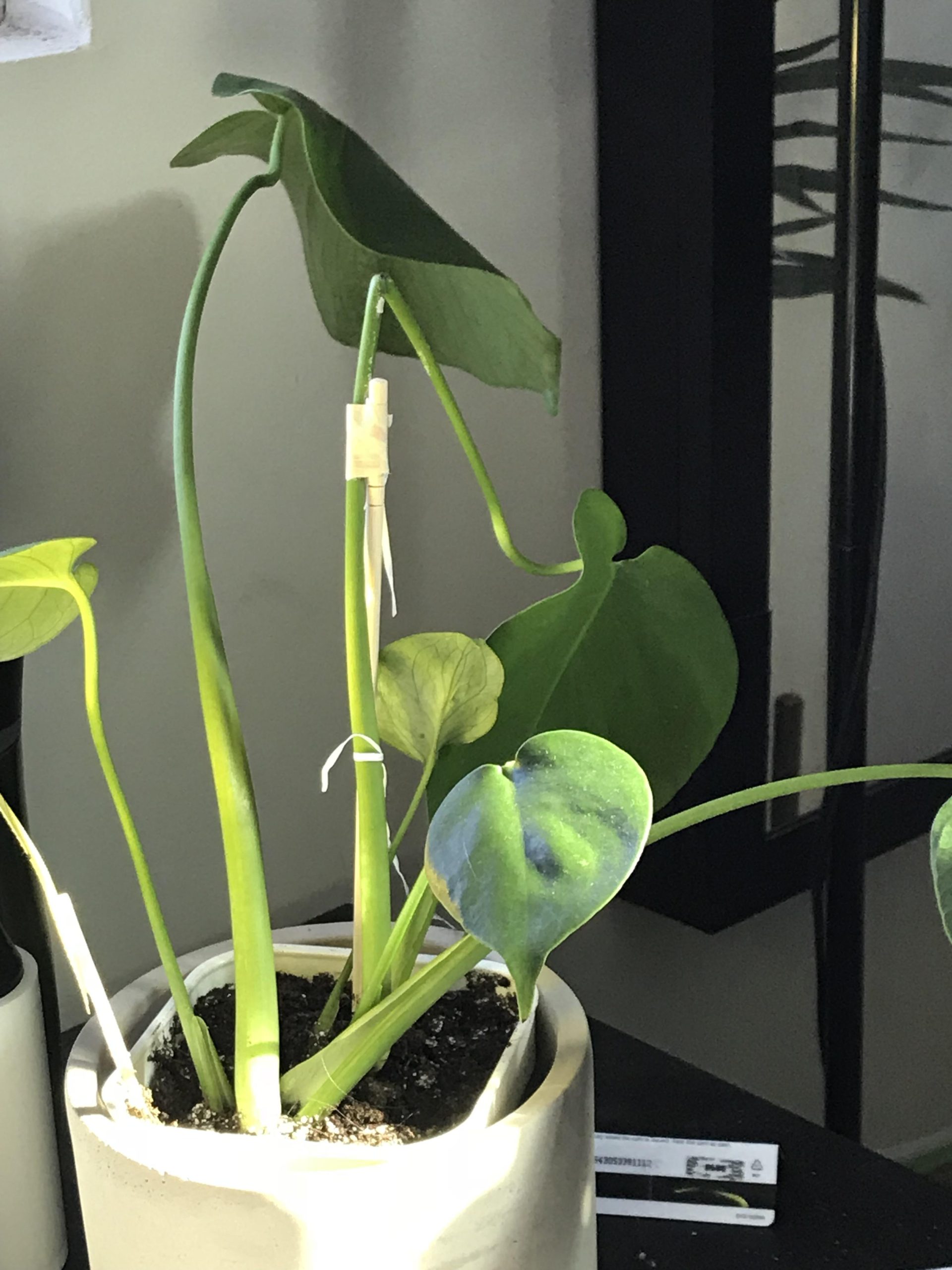 What to Do If Monstera Stem Breaks: Essential Care Tips - Indoor Plants