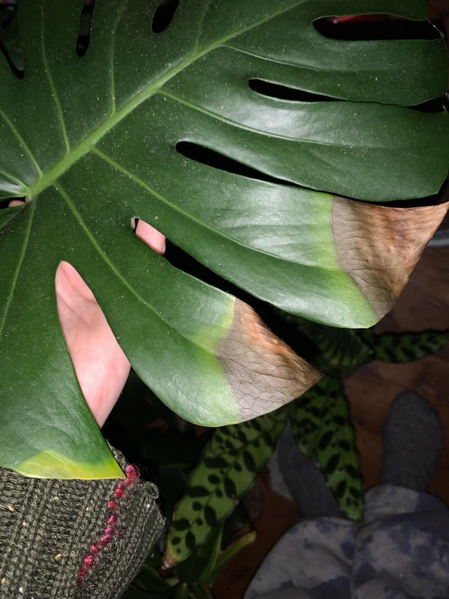 What's Wrong With My Monstera?: Top Troubleshooting Tips - Indoor Plants