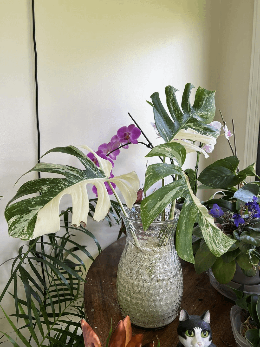 Which Variegated Monstera is Best: A Comprehensive Guide - Indoor Plants