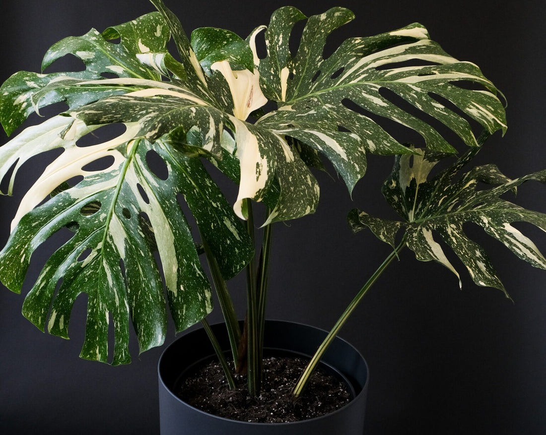 Why Monstera So Expensive: Unveiling the Price Secrets - Indoor Plants